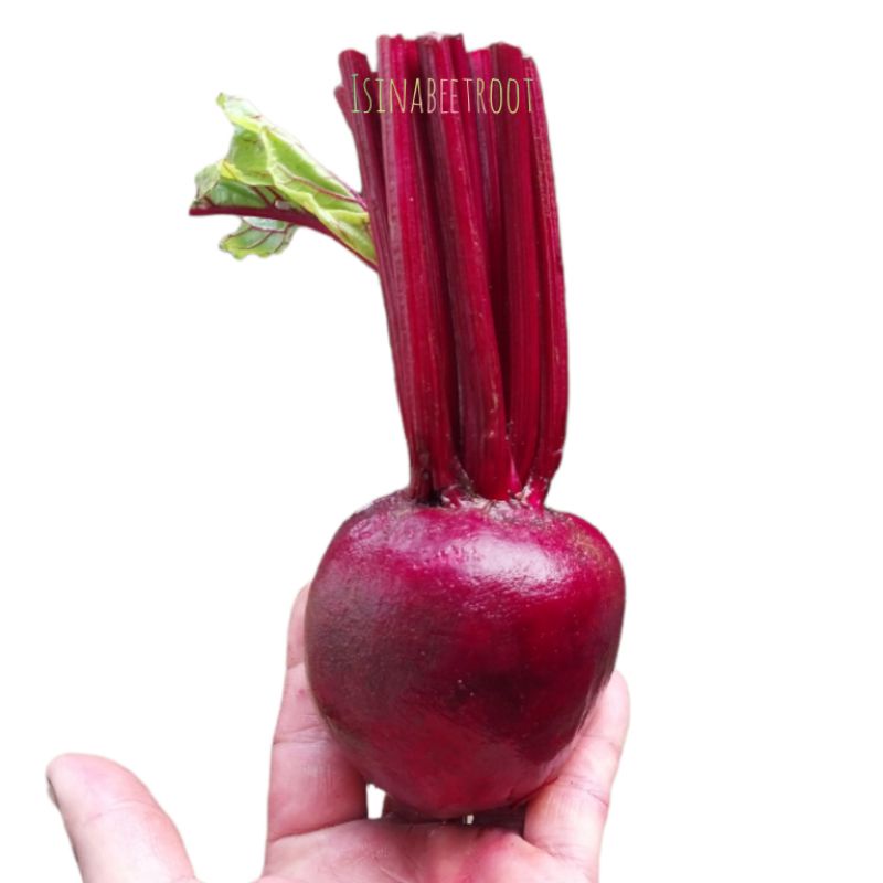Jual Buah Bit/Beet Root Kualitas Super Fresh 1Kg | Shopee Indonesia