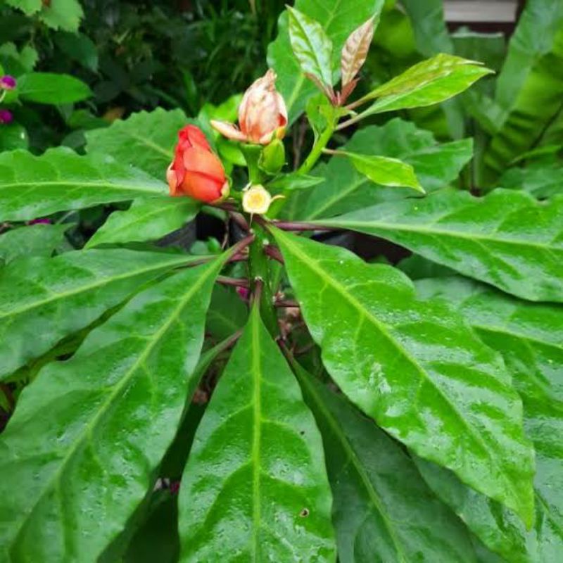 Jual promo Daun Tujuh Jarum / Tujuh Duri 50 Lembar | Shopee Indonesia