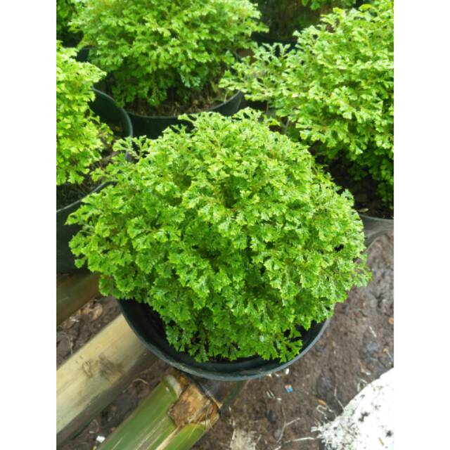 Jual Tanaman hias lumut ambon - moss ambon - tanaman gantung lumut ...