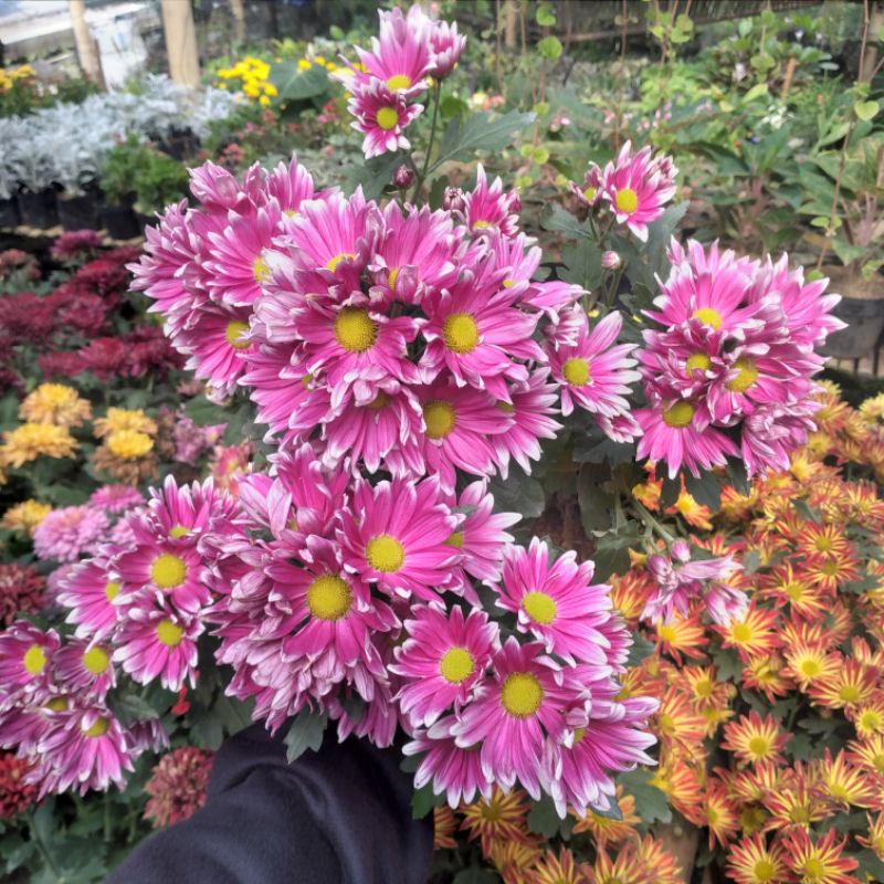 Jual Tanaman Hias Hidup Bunga Krisan Seruni Krisan Aster Murah ISI 6 ...