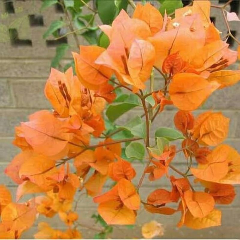 Jual TANAMAN HIAS BUGENVIL ORANYE // BOUGENVILLE ORANGE - Kembang ...