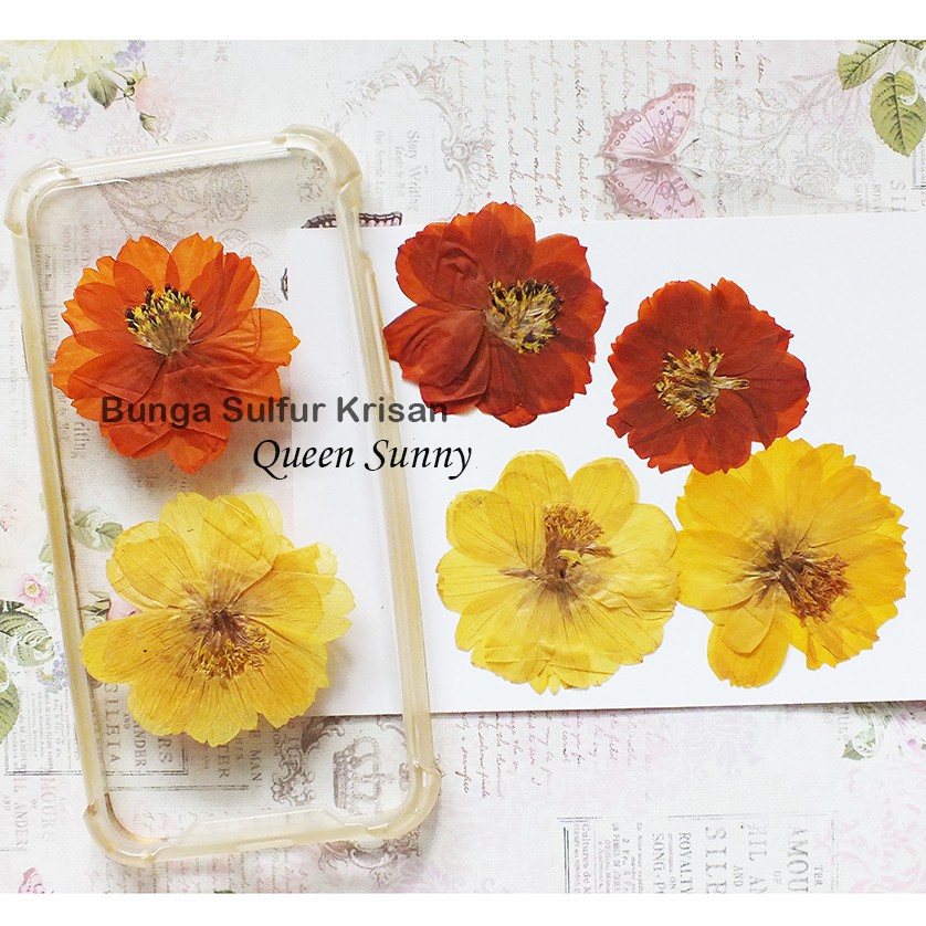 Asli Bunga Kering Krisan Besar Real Dry Pressed Flower Hiasan Resin ...