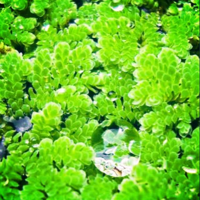 Jual Azolla Microphylla Azola 1KG induk bibit. Makanan ikan dan ternak ...