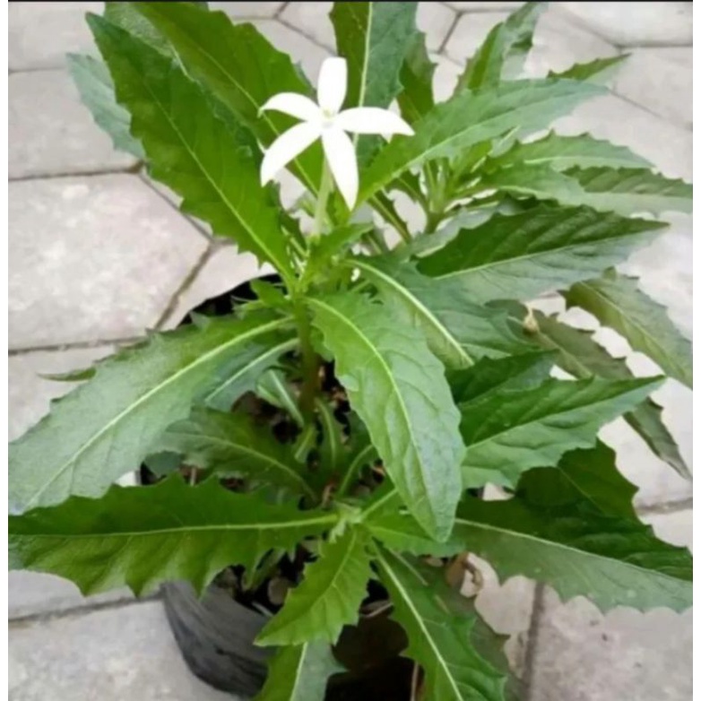 Jual POHON KITOLOD/KOREJAT DAUN KITOLOD 150g ATASI MATA RABUN KATARAK ...