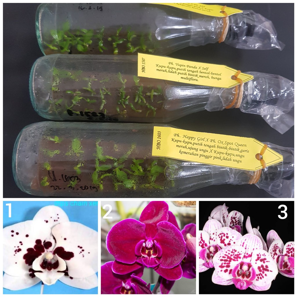 Jual Bibit Anggrek dalam botol - bulan (Phalaenopsis ) hibrida siap ...