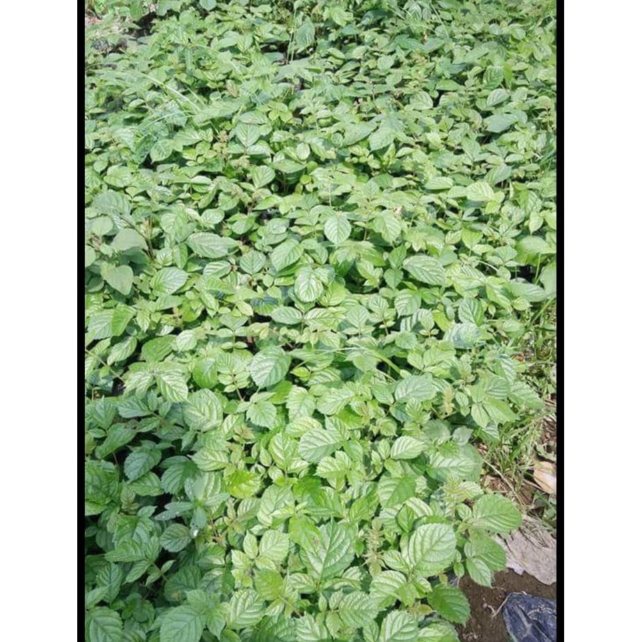 Jual Promo 10 Bibit Tanaman Pohon Sepatu Dea Merah Murah | Shopee Indonesia