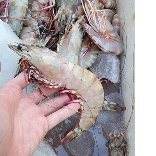 Jual Udang Putih Laut, Jerbung, Windu Beku Segar Per-500gr Udang Laut ...