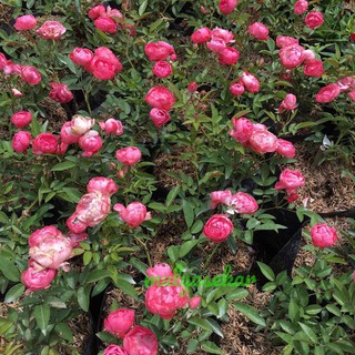 tanaman bunga Mawar kubis pink berbunga rose - Mawar Hidup Berlabel ...