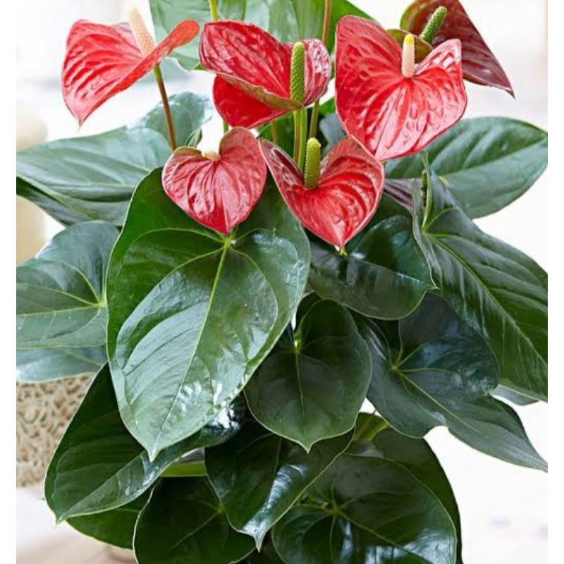 Jual Bunga Talas (Bunga hias) Indonesia|Shopee Indonesia