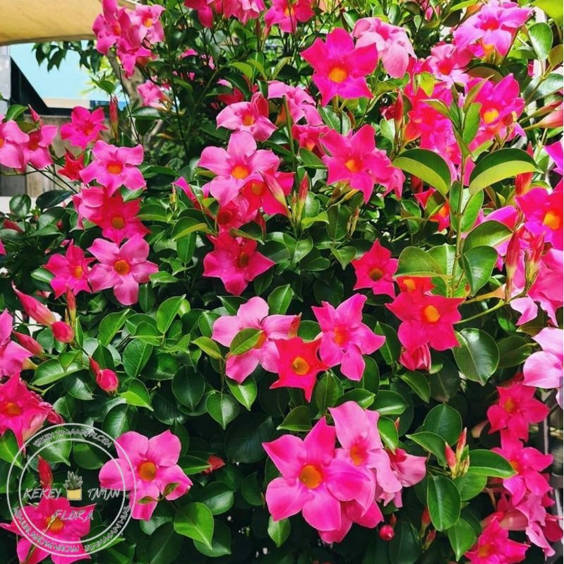 Jual Tanaman Hias Bunga Mandevilla Bunga Pink -Tanaman Merambat ...