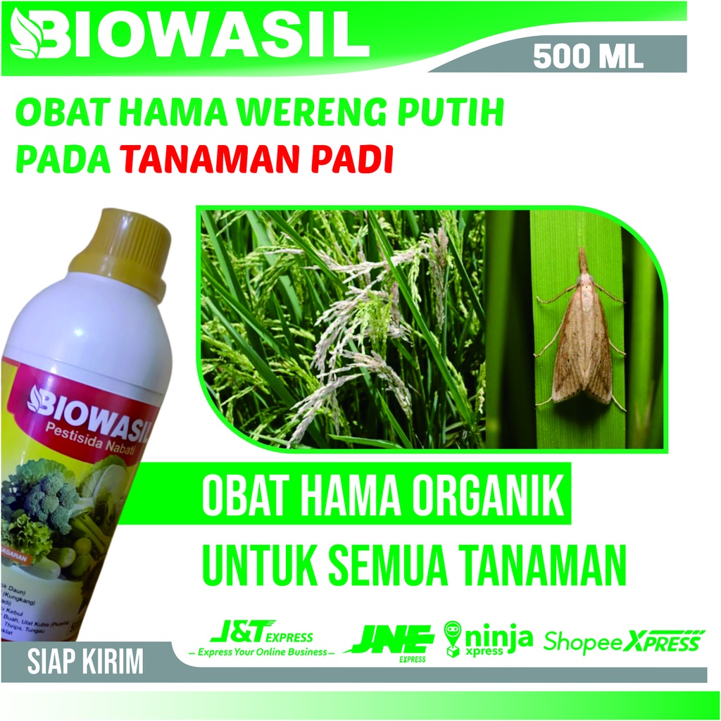 Jual Promo BIOWASIL 500 ml Pestisida Cair Basmi Hama Wereng Putih Padi ...