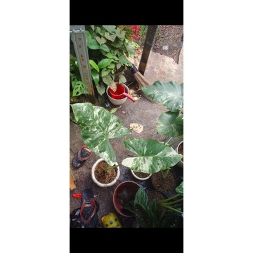 Jual tanaman hias sente variegata daun 2 real | Shopee Indonesia