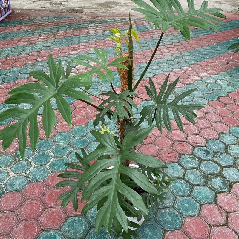 Jual Monstera jari | Shopee Indonesia