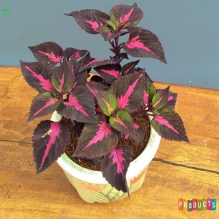 Jual Tanaman hias miana lidah api / Coleus Solenostemon China Rose ...