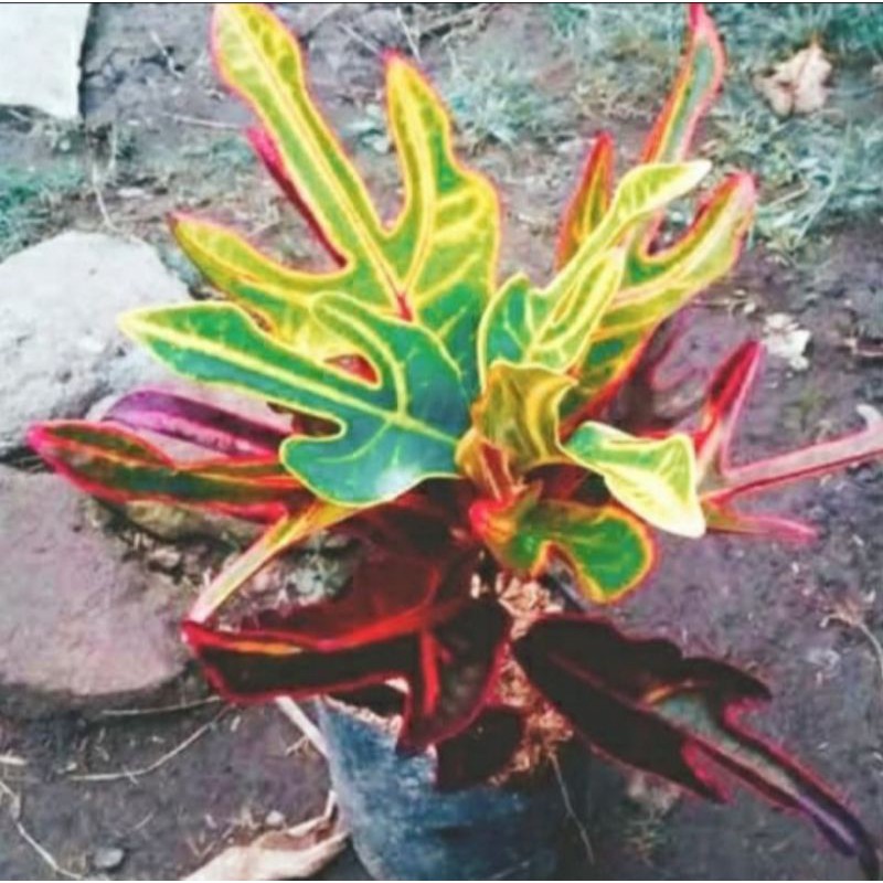 Jual Pohon Puring Zet Tanaman Hias Puring Z | Shopee Indonesia