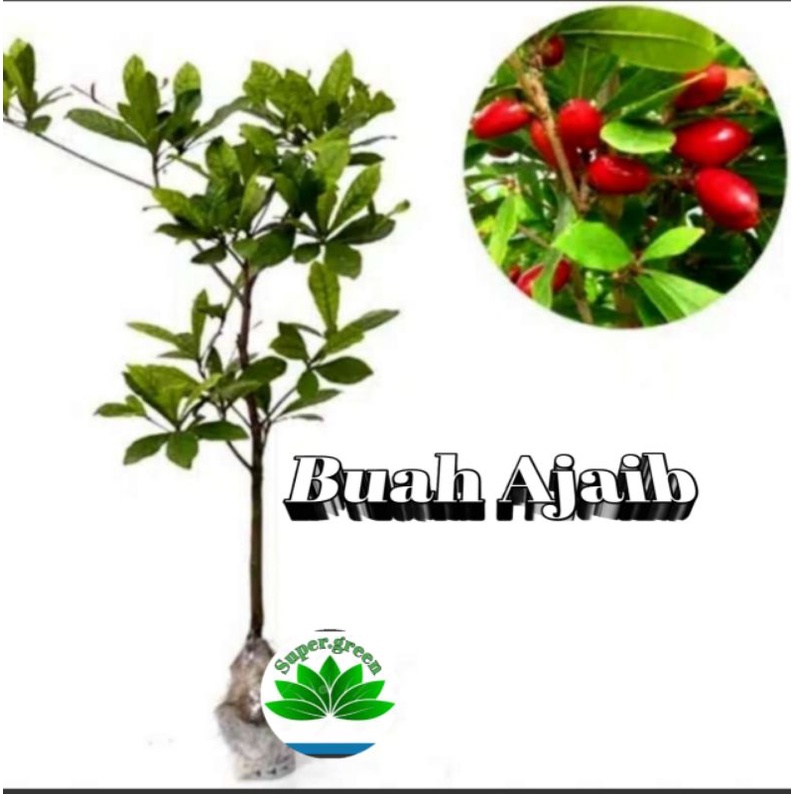 Jual bibit buah miracle fruit tanaman buah ajaib | Shopee Indonesia