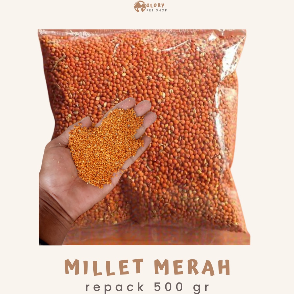 Jual MILET MERAH BIJI MILLET MERAH 500 GR PAKAN MAKANAN BURUNG PERKUTUT ...