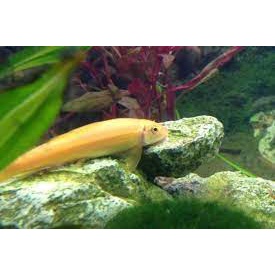Jual IKAN HIAS CAE ALBINO - IKAN BERSIH- BERSIH KING-SHIM0311 | Shopee ...