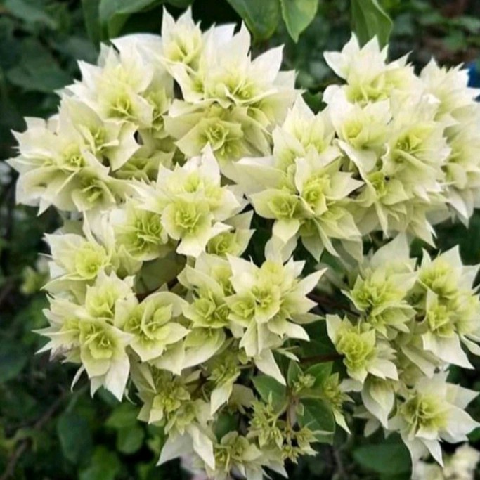 Jual TANAMAN HIAS BUGENVIL BUNGA KERTAS//SINGAPORE HIGT MINT ( Bisa COD ...