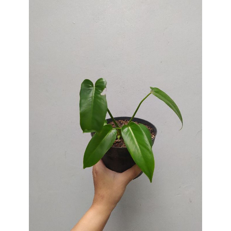 Jual Philodendron Dragon / Philo Dragon | Shopee Indonesia