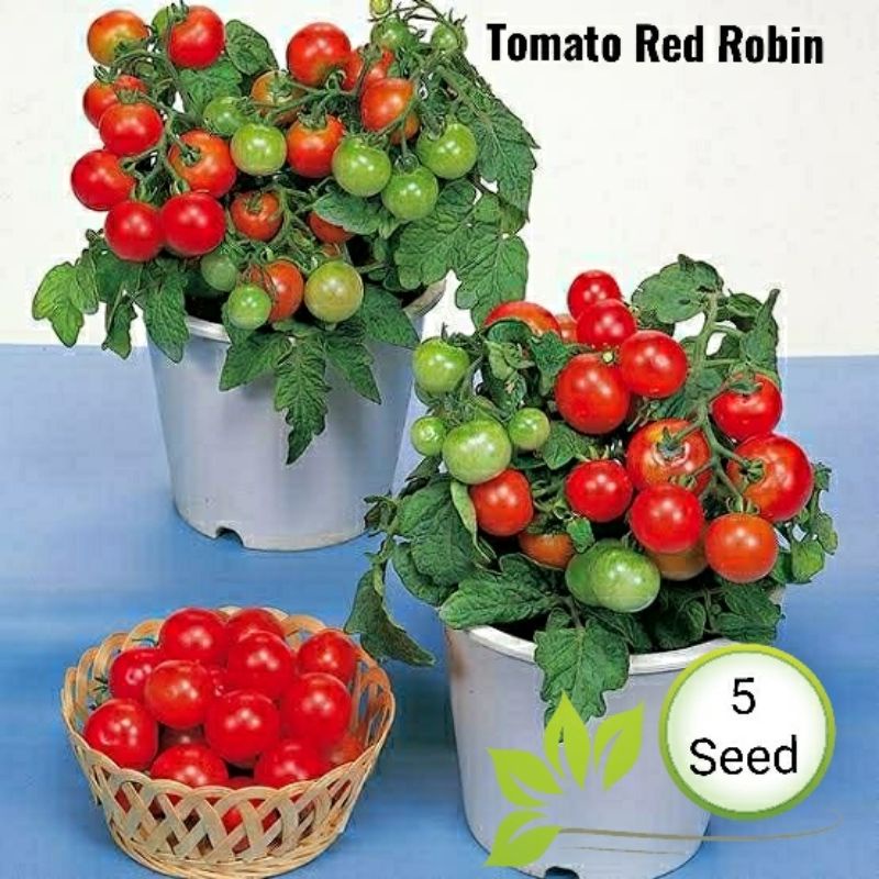 Jual tomat Red robin 10 benih biji tanaman tomat | Shopee Indonesia