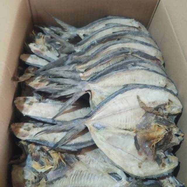 Jual Ikan asin bawal rawa (1Kg) Indonesia|Shopee Indonesia