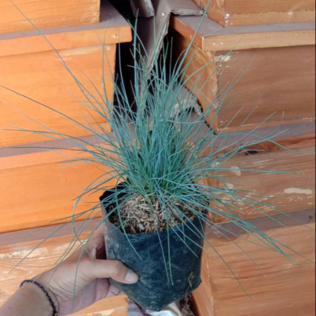 Jual Blue grass / rumput biru / blue fescue grass | Shopee Indonesia