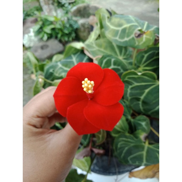 Jual Bunga Pucuk Beludru / Pucuk Udeng / Bunga kembang sepatu beludru ...