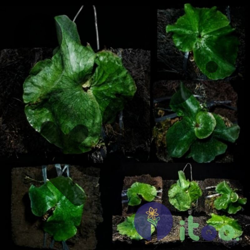 Jual Tanaman Tanduk Rusa Premium Simbar Menjangan Platycerium Wandae ...