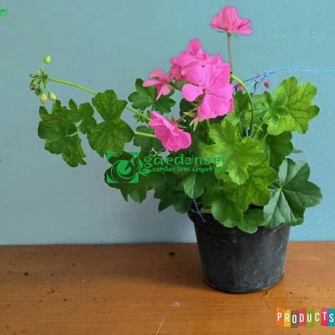 Jual Jual Tanaman Geranium Bunga Ungu Muda/ Geranium Patriot Bright ...