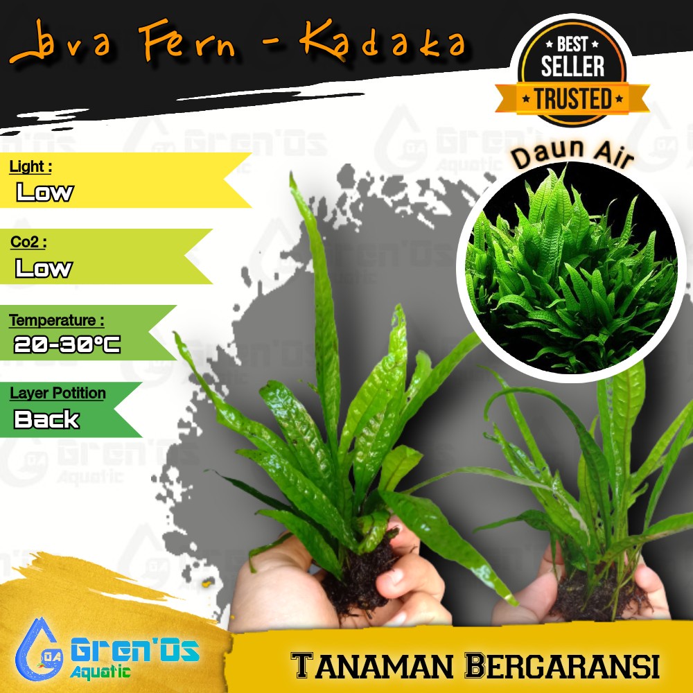 Kadaka Java Fern Size Medium - Tanaman Tumbuhan Stamp stem Aquascape ...