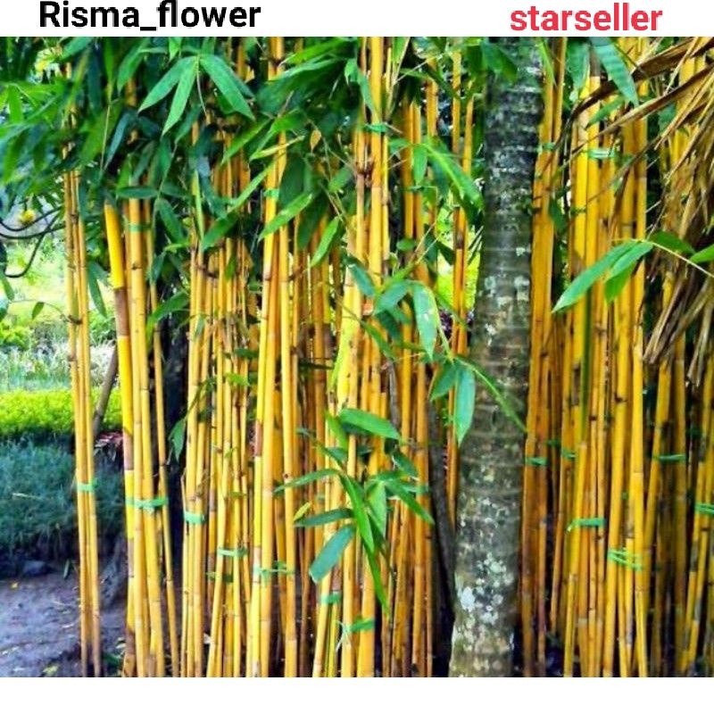 Jual POHON BAMBU KUNING PERUMPUN ( ISI 4-6 BATANG POHON ) / TANAMAN ...