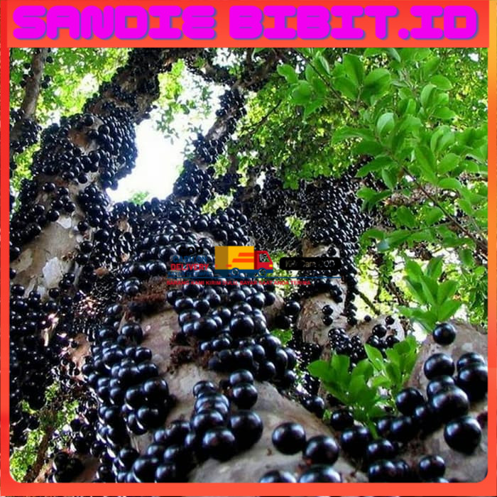 Jual Bibit Buah Anggur Brazil / Brasil / sabara /anggur pohon | Shopee ...