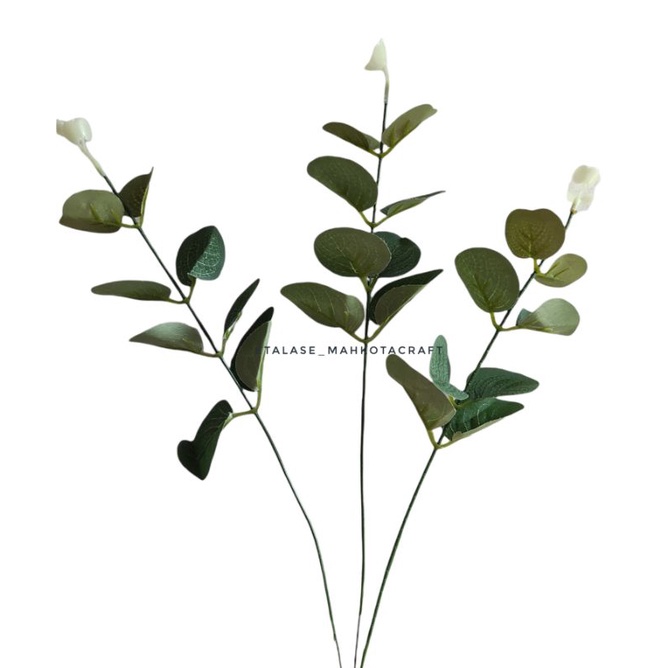 Jual 1 Tangkai Daun Ecalyptus / daun dolar / buket bunga | Shopee Indonesia