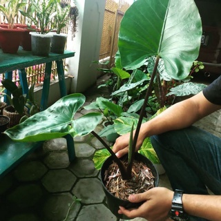Jual Tanaman Alokasia sente bali batang hitam | Shopee Indonesia
