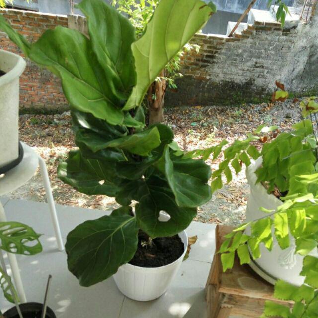 Tanaman Hias Biola Cantik Fiddle leaf | Shopee Indonesia