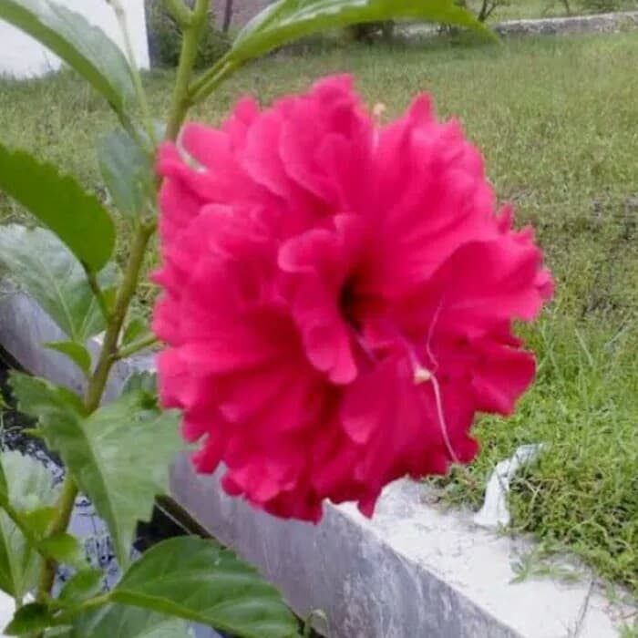 Jual Tanaman bunga sepatu rosse atau tumpuk merah | Shopee Indonesia