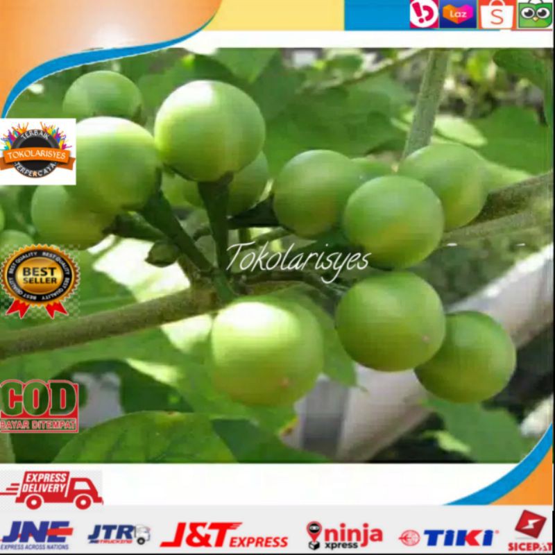 Jual 100 Grm Takokak Tekokak Cepokak Terung Terong Pipit Solanum Torvum ...