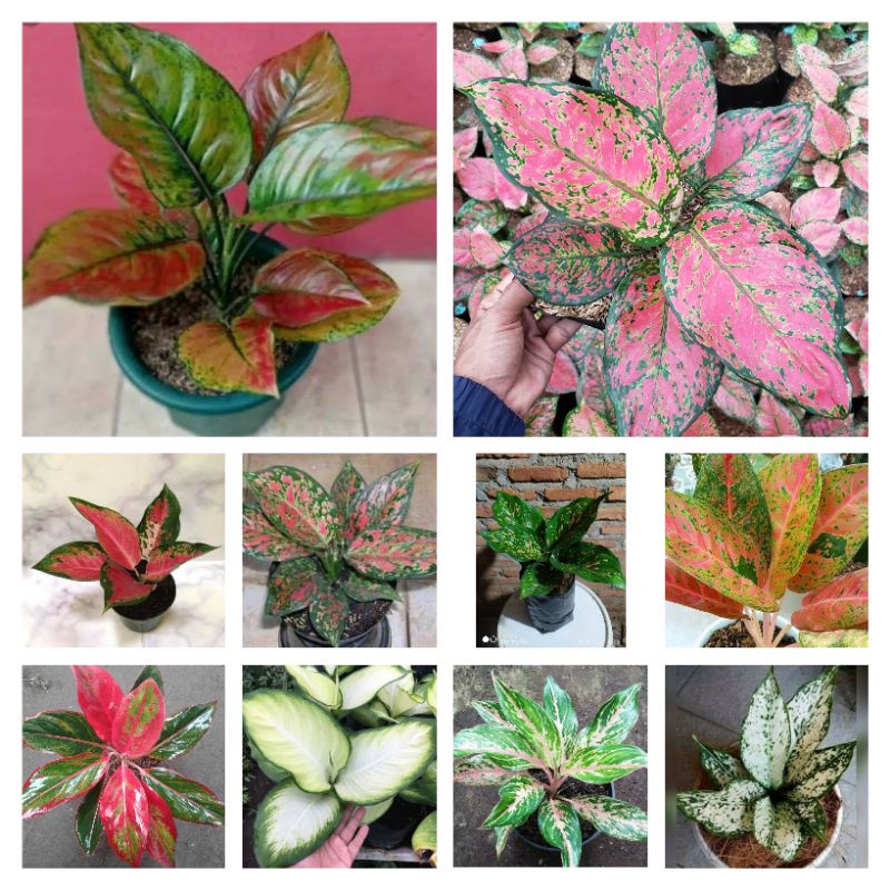 Jual Paket aglonema 10 jenis daun rimbun | Shopee Indonesia