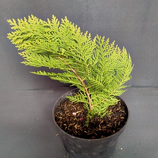 Jual Bibit tanaman cemara kipas medah daun kuning sabina aurea | Shopee ...