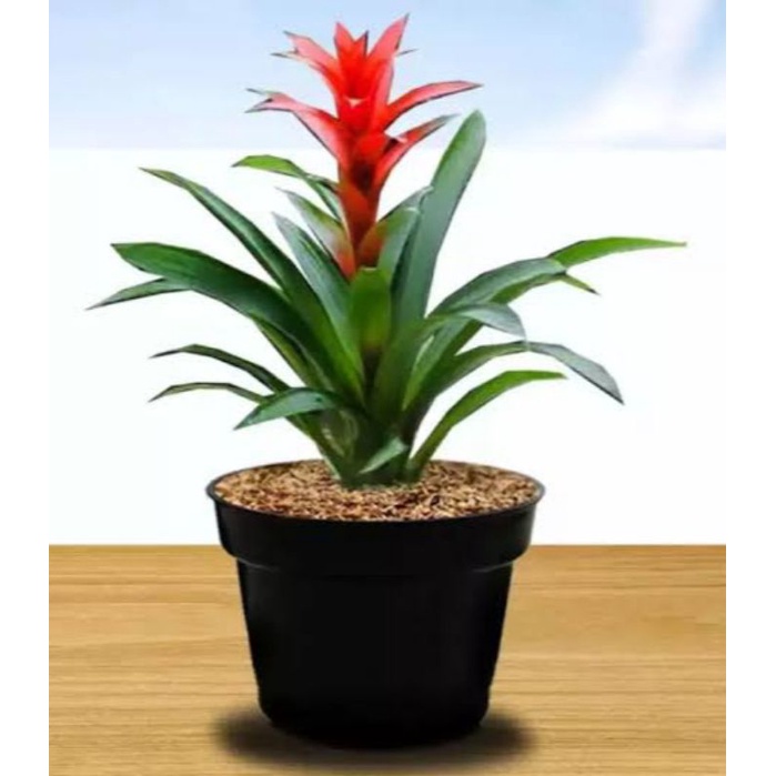 Jual Tanaman hias bromelia gusmania nanas merah | Shopee Indonesia