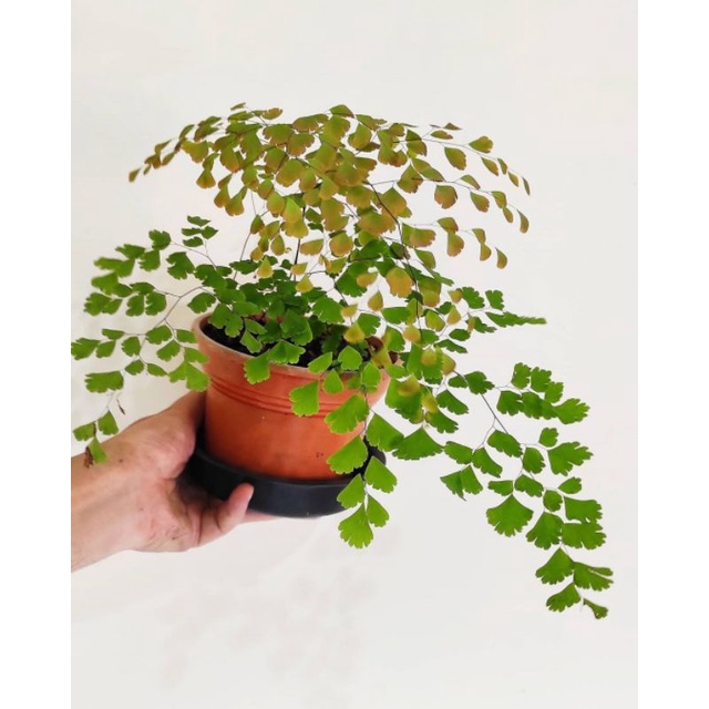Jual Tanaman bunga suplir betok / Adiantum capillus veneris / Maidens ...