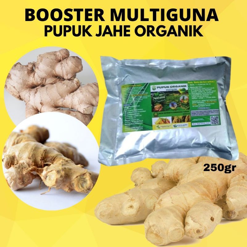 Jual Pupuk Booster Jahe Pembesar Rimpang Anakan Umbi Jahe, Pupuk ... Jual Pupuk Booster Jahe Pembesar Rimpang Anakan Umbi Jahe, Pupuk ...