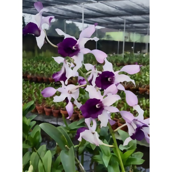 Jual Dendrobium Indonesia raya Red dan Blue | Shopee Indonesia