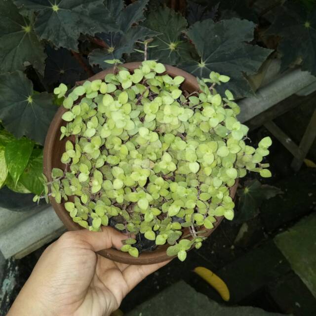 Jual Tanaman rambut nenek | Shopee Indonesia