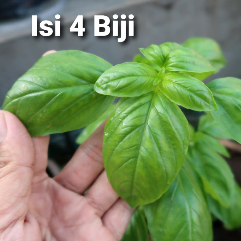 Jual Benih Herb Basil Eceran | Shopee Indonesia