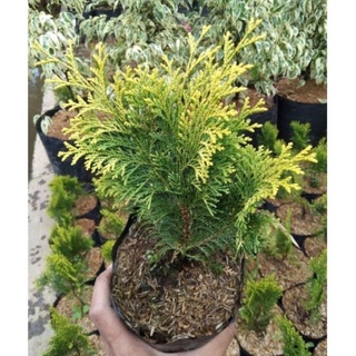 Jual ( BISA COD ) TERMURAH Pohon Cemara Kuning - Tanaman Hias Cemara ...