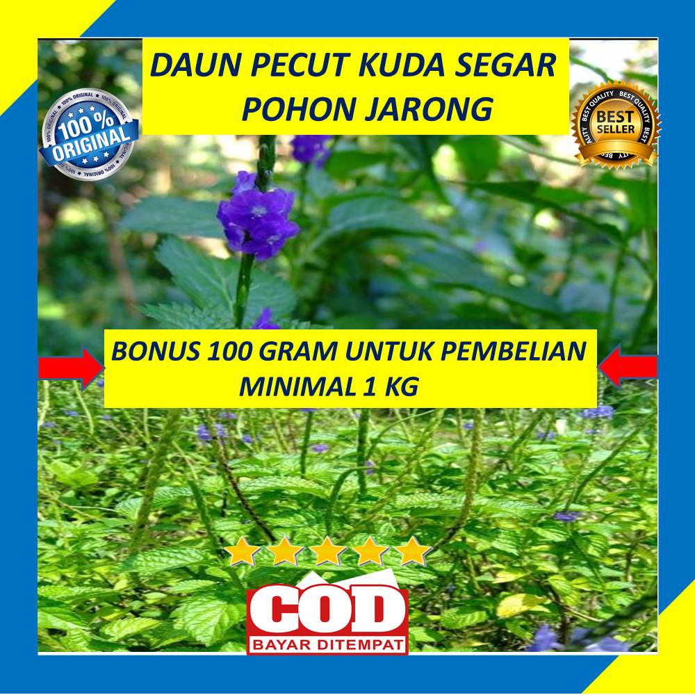 Jual Daun Pecut Kuda Segar Pohon Jarong 500 Gram | Shopee Indonesia