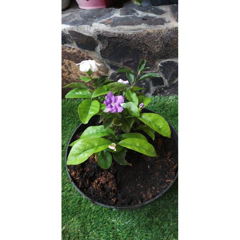 Jual melati costa | Shopee Indonesia