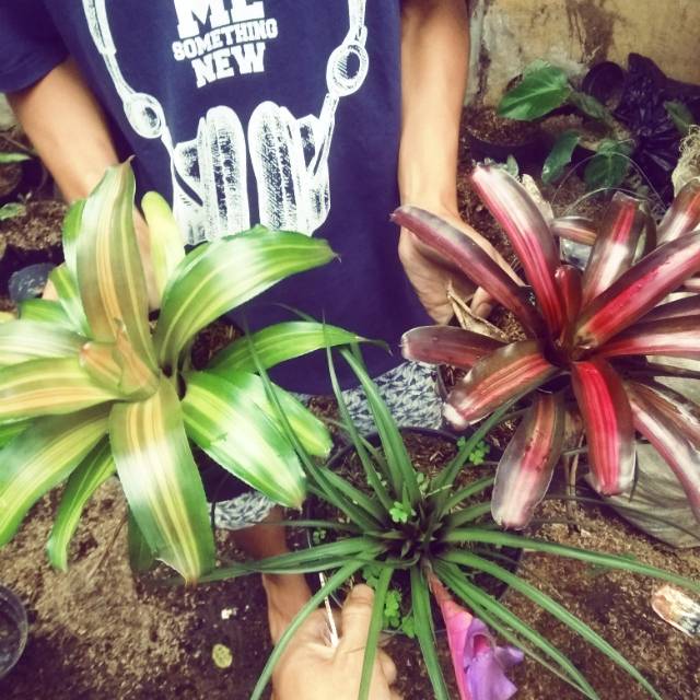 Jual Paket 3 tanaman bromelia murah meriah part 1 | Shopee Indonesia